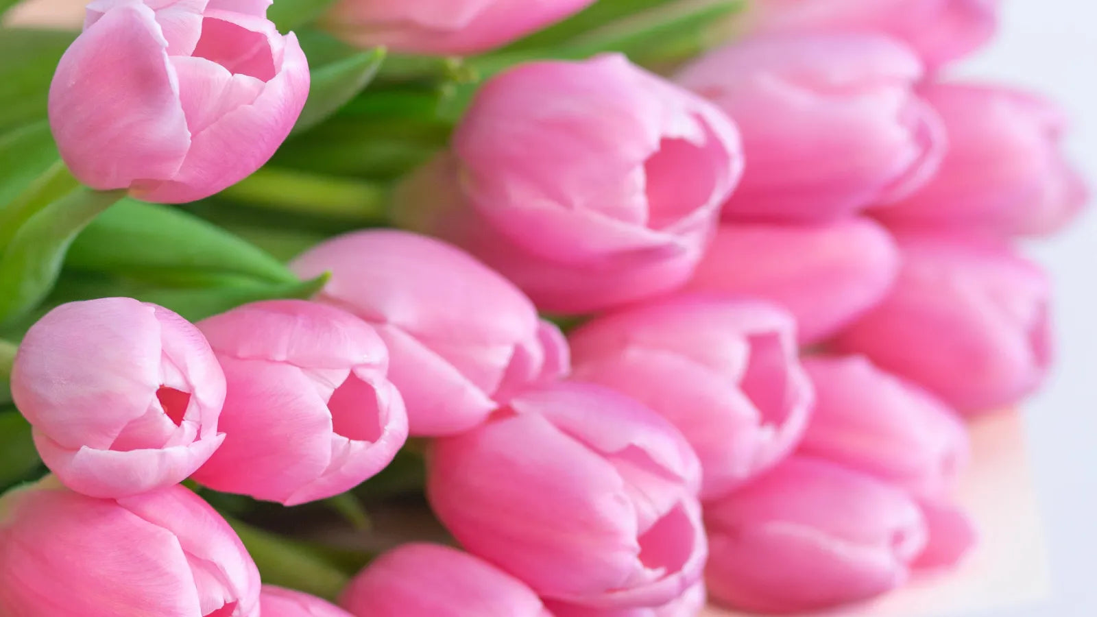 Brisbane Market Flowers - Same-Day Flower Delivery in Brisbane